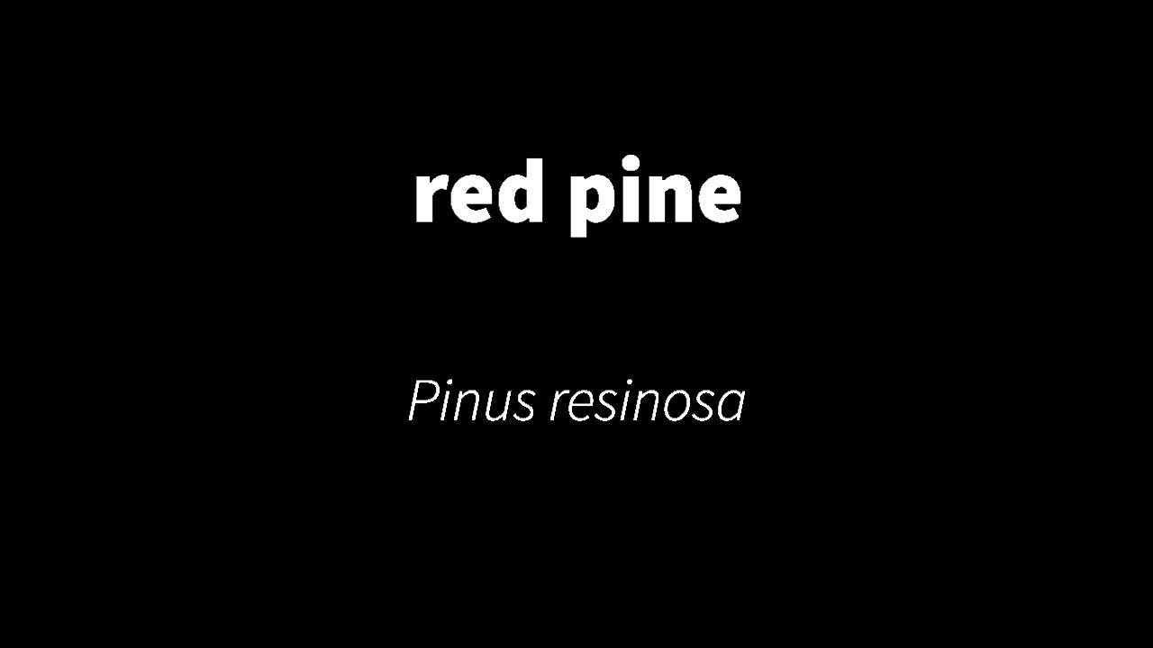 Pinus resinosa - red pine
