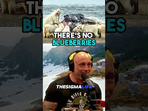 Why Polar Bears are the Most DANGEROUS Bears - Joe Rogan