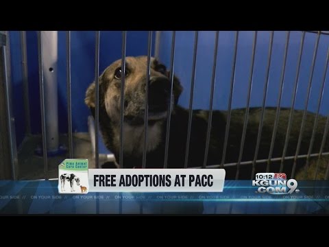 Urgent plea from PACC: Shelter is reaching critical capacity