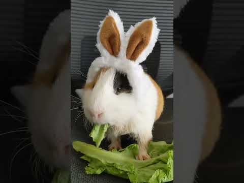 Do Rabbits And Guinea Pigs Get Along?#shorts