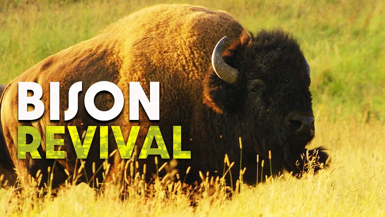 Bison: The Last Giants of the Wild West | Documentary