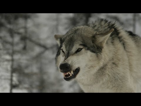 American Sign Language ASL Video Dictionary - snarl