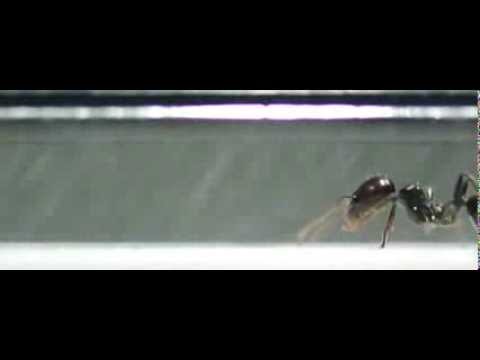 Ant walk cycle in 5 frames – kath uni blog