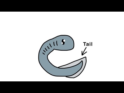 Structure Week: Tails