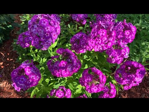 Briefly about Phlox. Planting/dividing perennial phlox and care.