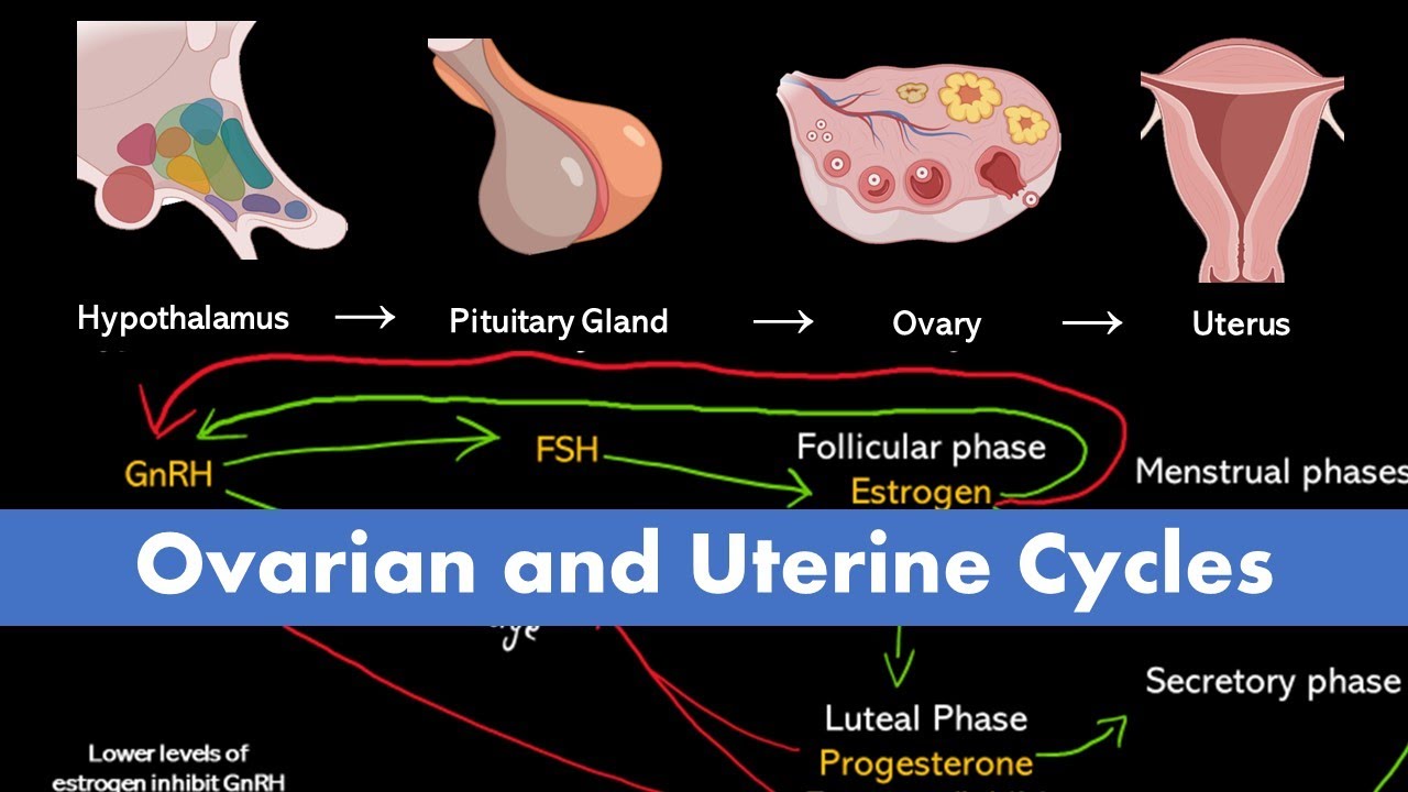 Understanding the Ovarian and Uterine Cycle: A Comprehensive Guide to ...