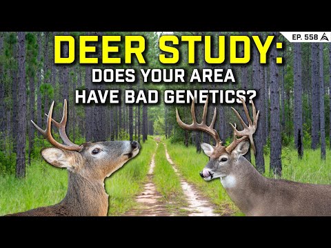 DEER STUDY: Do Bucks Have Bad Genetics in Your Area? SOUTHERN DEER RESEARCH from MSU DEER LAB! - 588