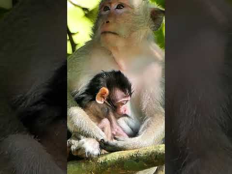 Oh Look! So Cute! #shortsclip #subscribe #monkeybaby #monkey #savetheprimates #primates #monkeys