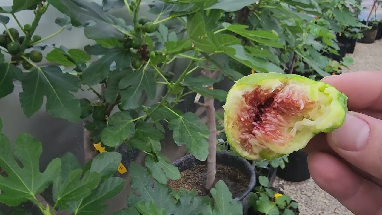 Smith MJS Fig Breba Tasting. April 24th, 2025. Chicago, IL Zone 6a