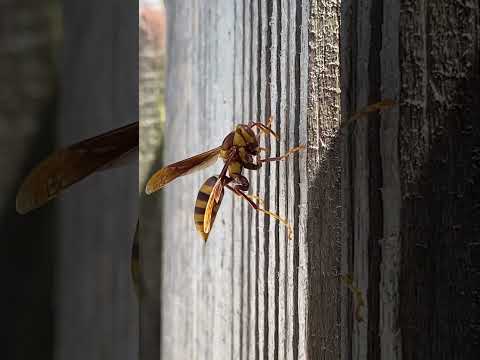Florida Paper Wasp gathering material to build a nest |Salty Cypress Expeditions| #shorts #animals