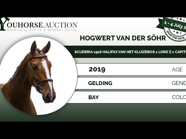Youhorse.auction | Hogwart von der Söhr