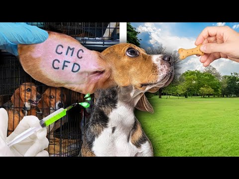 Breaking a Beagle out of a Testing Lab!