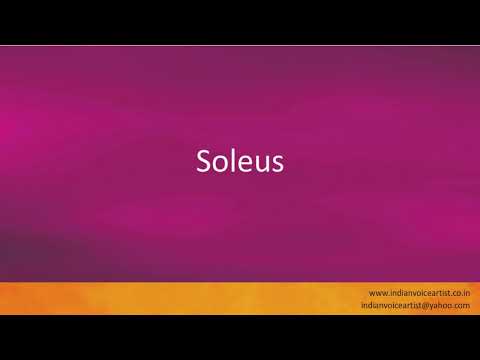 Pronunciation of the word(s) "Soleus".