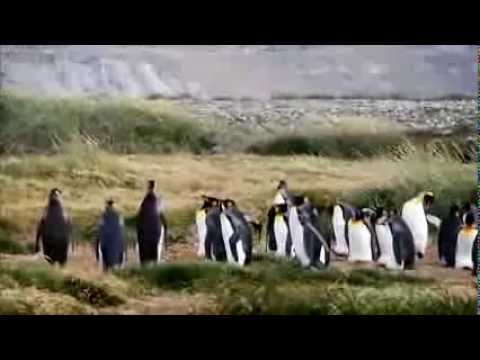 Le chant des pingouins rois
