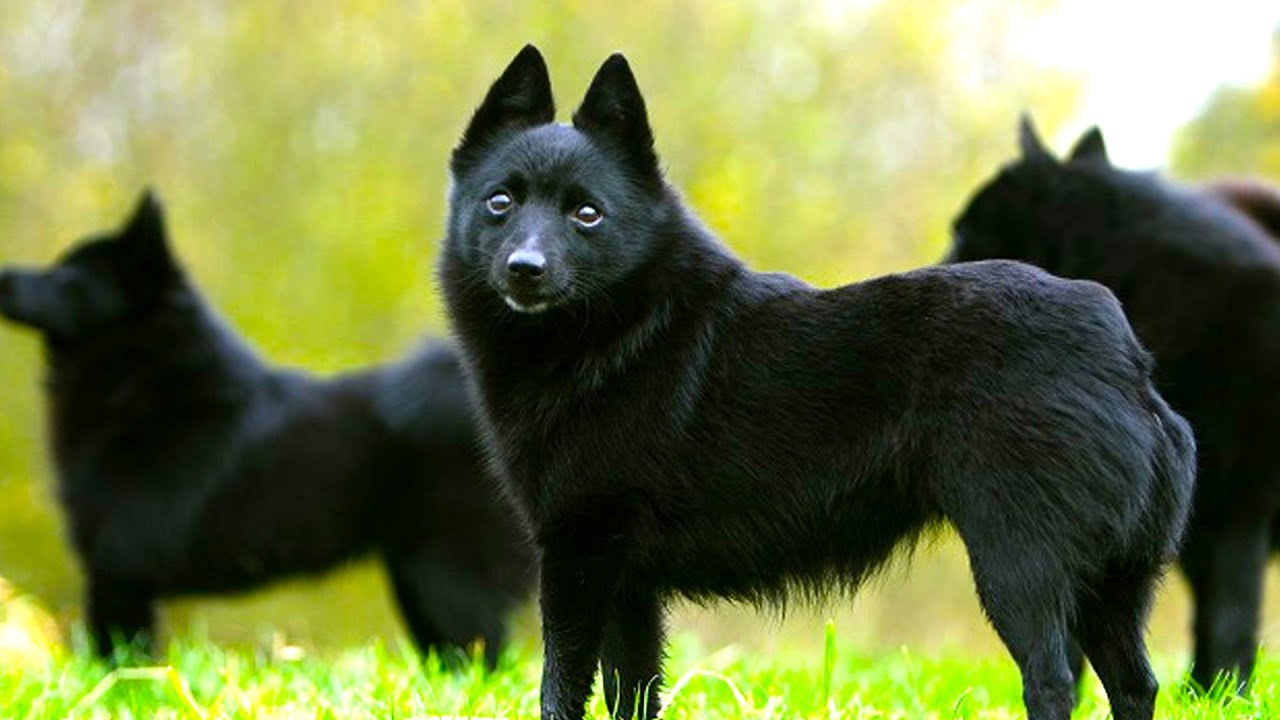 Schipperke - Ultimate Breed Facts You Need To Know!
