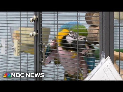 Massachusetts animal shelter's 'R-rated' parrot finds new home