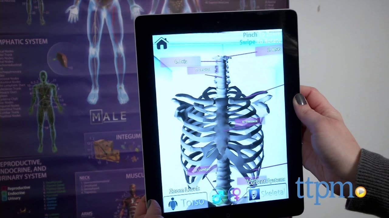 Human Anatomy Interactive Poster from Popar Toys