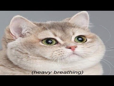 10 Minutes Of Heavy Breathing Cat