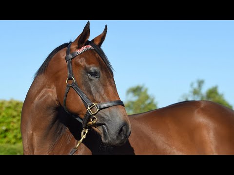 2025 NZB Karaka - Lot 530 - Proisir x Colerne filly (NZ)