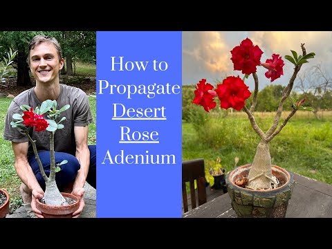 DESERT ROSE ADENIUM - Propagation Tutorial - Complete Instructions Taking Cuttings & Rooting