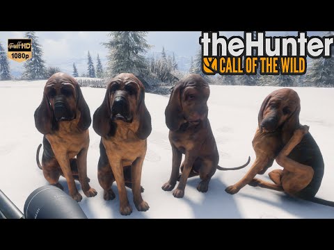 Steam Community :: Video :: THEHUNTER COTW DLC BLOODHOUND #162 SUR ...