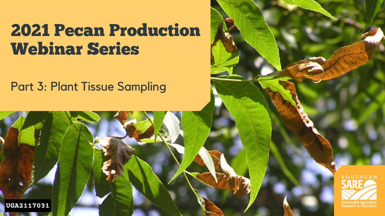 Pecan Webinar Series: Part 3 | Plant Tissue Nutrient Testing