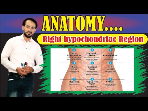 9 Regions of Abdomen | Organs in right hypochondriac Region | Made Easy