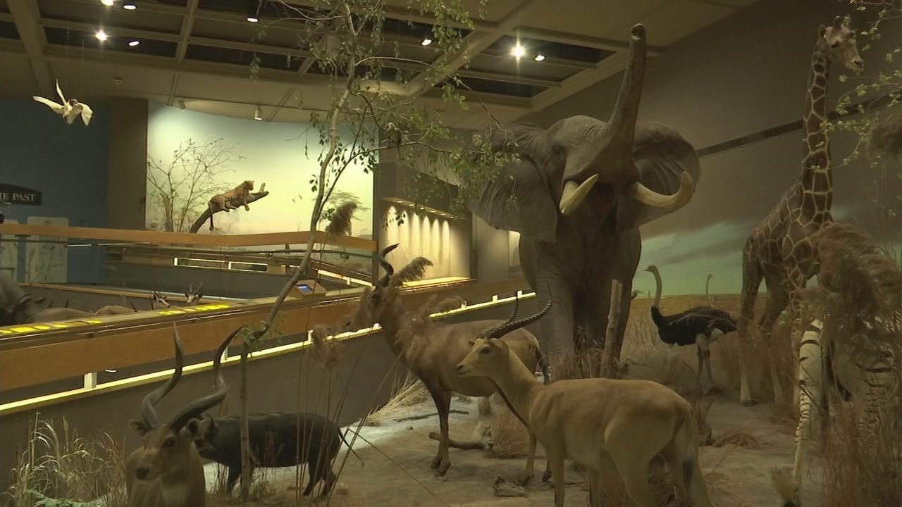 Inside look at the Springfield Museums