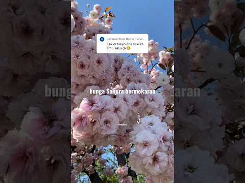 APAKAH TURUN SALJU DI TOKYO? #salju #sakura #jepang #tokyo