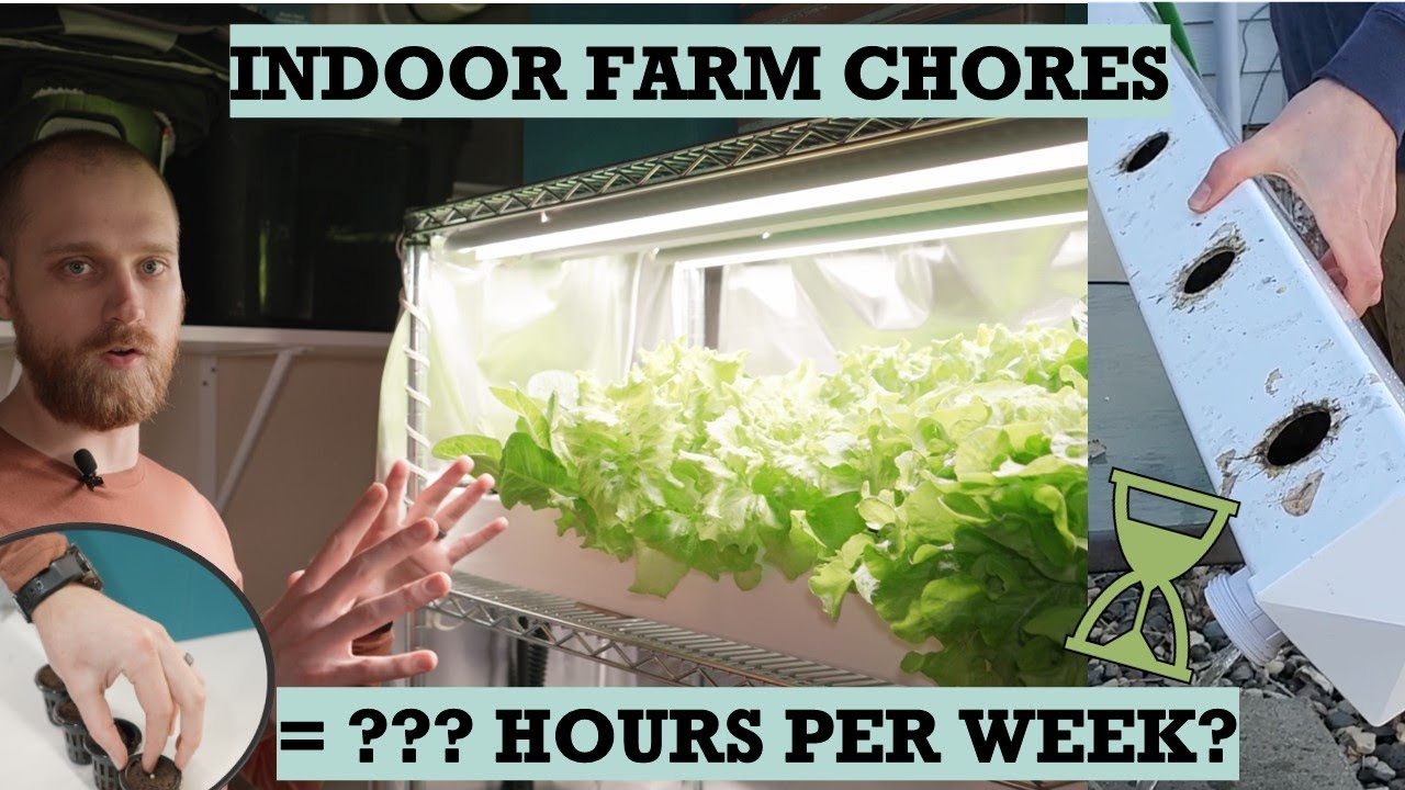 Indoor Hydroponic System Maintenance: How Much Time Do You Need?