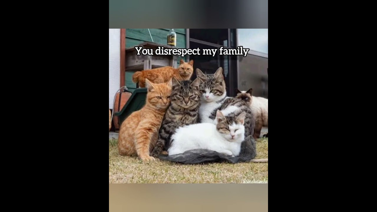 You disrespect me #fyp #funny #foryou #meme #cat #memes