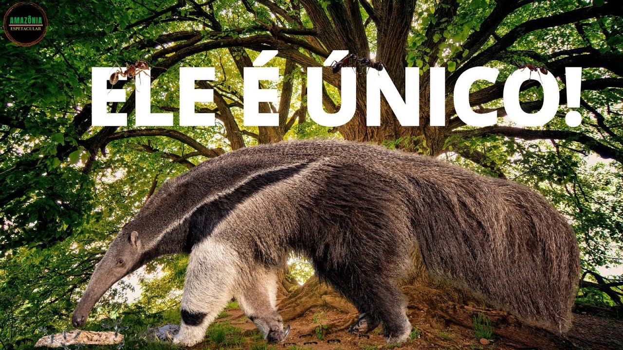 TAMANDUÁ-BANDEIRA - ELE É ÚNICO