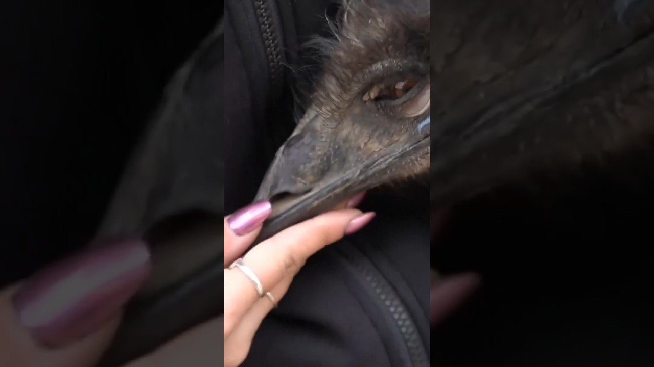 Did you know emu beaks are soft? 😲 #shorts #emu #notapet #mayahiga #alveus #alveussanctuary #animal