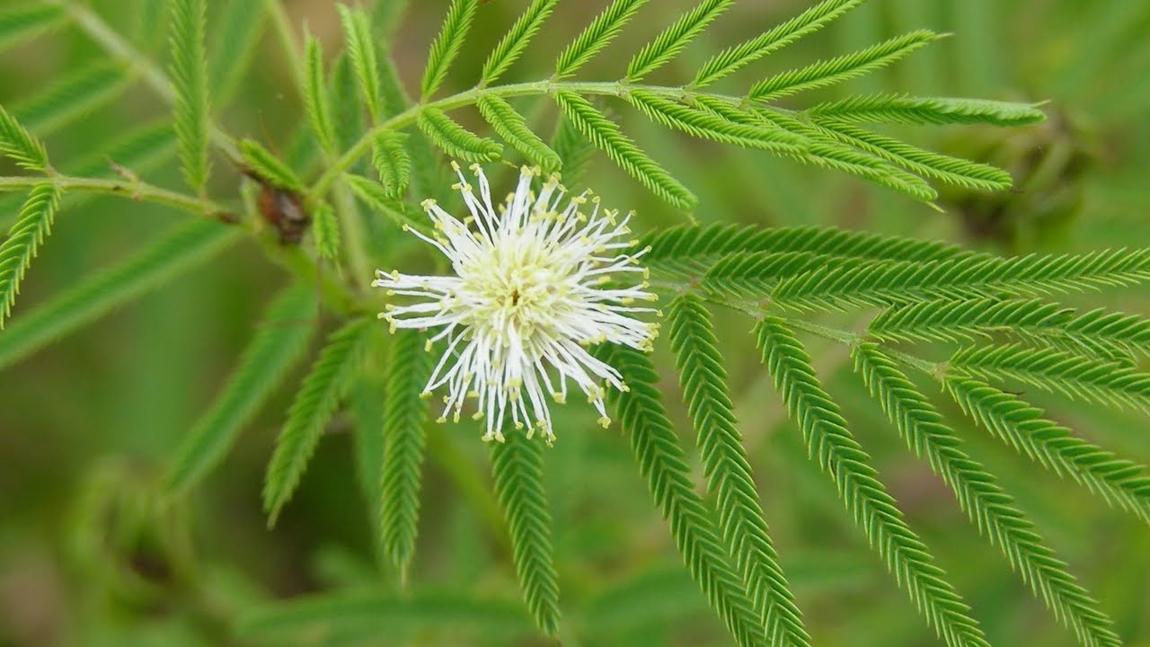 Sowing Bundleflower seed - Desmanthus illinoensis