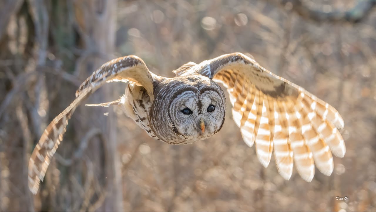 Barred Owl Flight