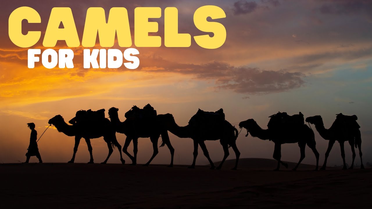 Camels for Kids | Learn all about this adaptable animal