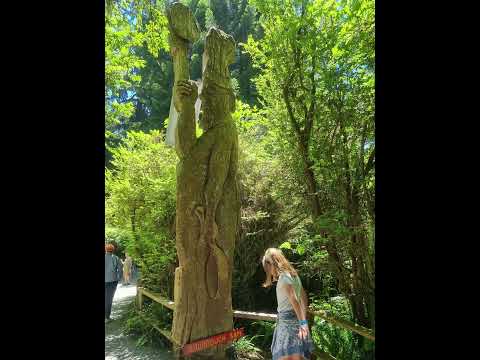 Redwood National Forest near Crescent City California