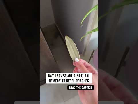 Cockroaches in your home? Here’s a natural remedy to keep them away- Bay Leaves #bayleaf#cockroach