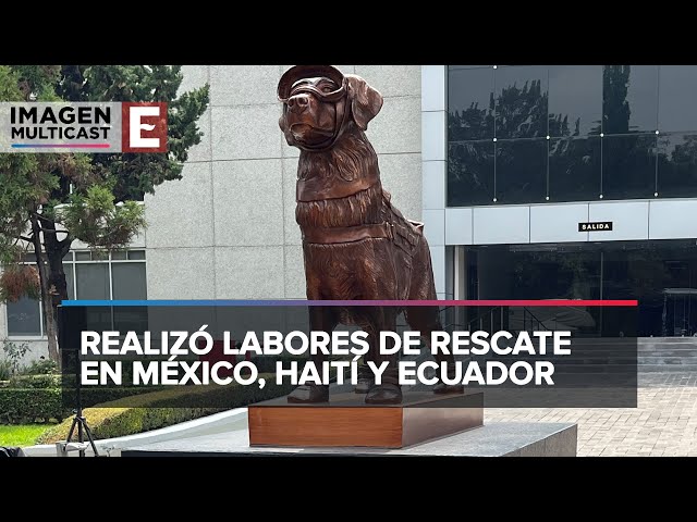 Frida: El legado heroico de la perrita rescatista de la SEMAR