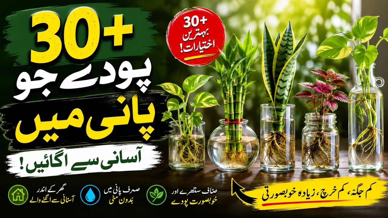 30+ Magical Plants That Grow Only In Water / Stop Using Soil Grow These Plants In Water Instead
