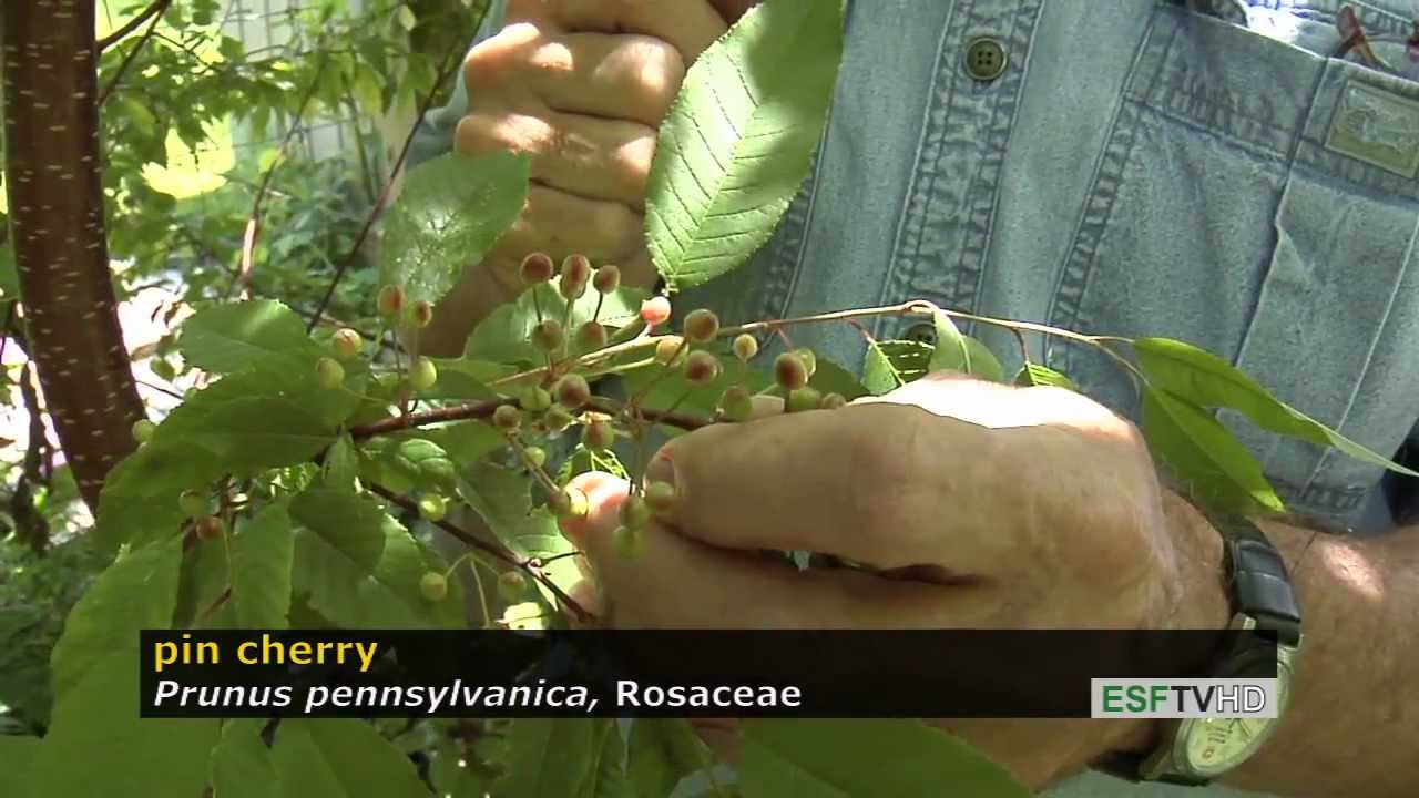 Trees with Don Leopold - pin cherry