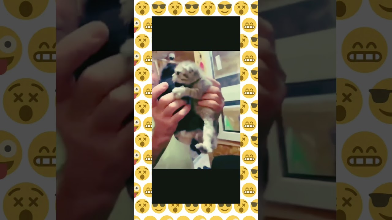 Caught on camera: Kittens give each other the sweetest hug ever ❤️ #cat #kitten #shorts #shortsvideo