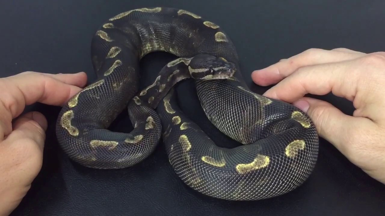 Super GHI Orangebelly!