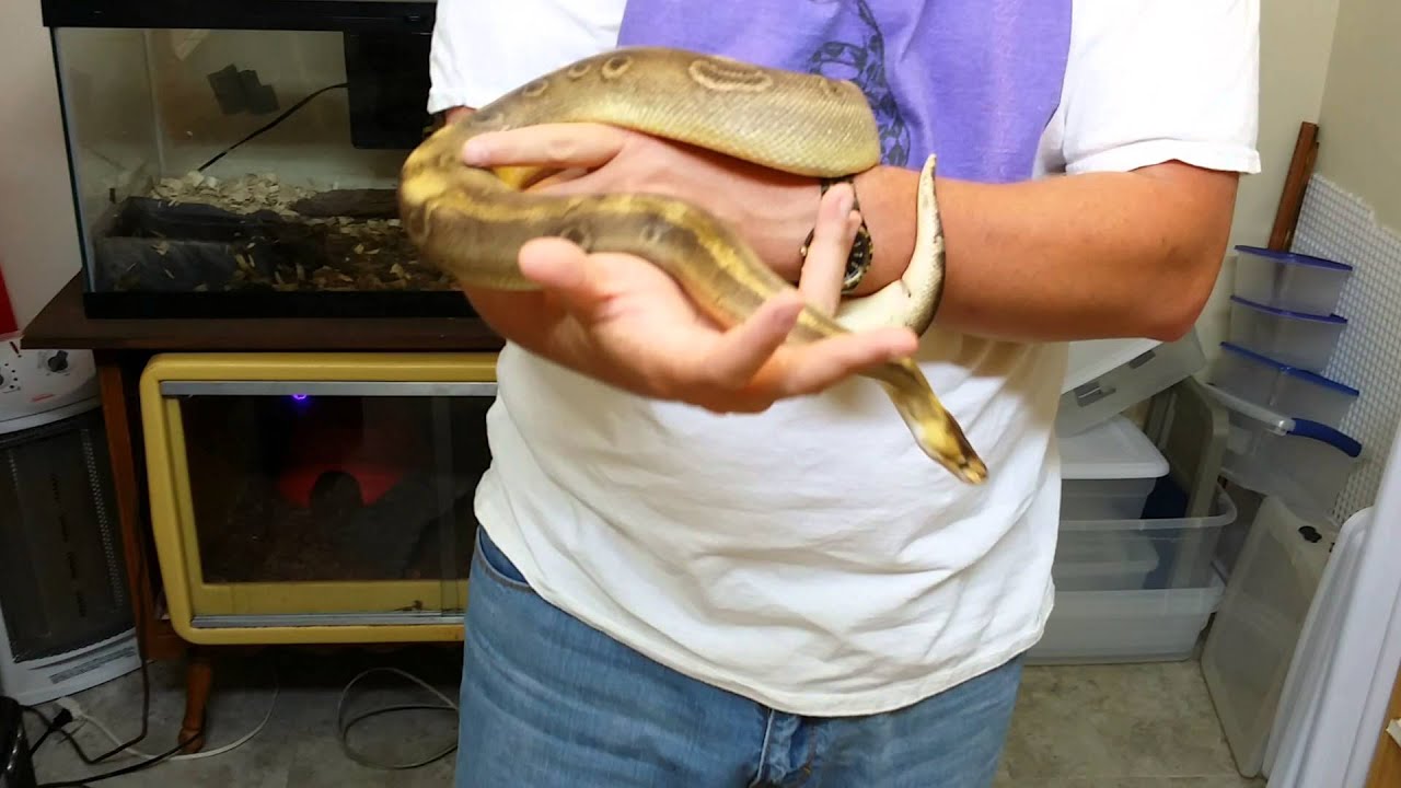 Ball python morphs episode #12 champagne