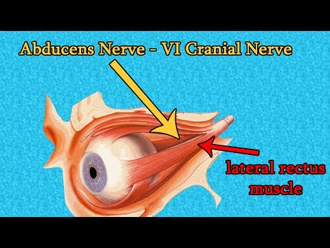 ABDUCENS NERVE (CN VI) _Cranial nerve VI - Medical Animations