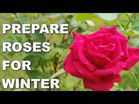 How to Prepare Roses for Winter