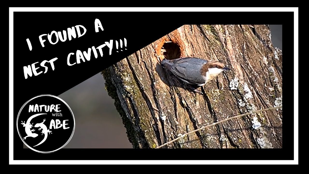 Nesting Nuthatch! (Nature Note #3)