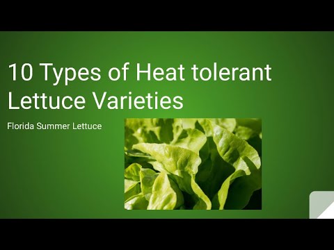 10 Heat Tolerant Lettuce Varieties