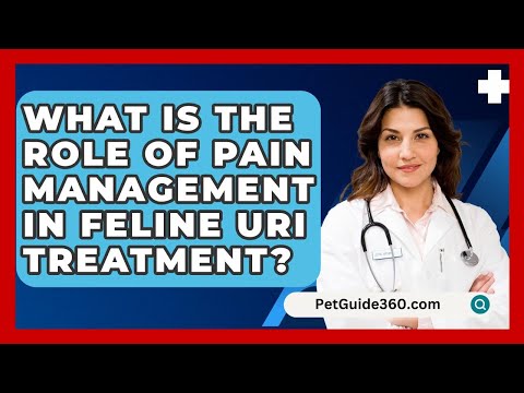 What Is The Role Of Pain Management In Feline URI Treatment? - PetGuide360.com