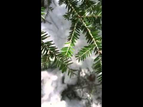 MyNature Apps; Identifying an Eastern Hemlock, Tsuga canadensis